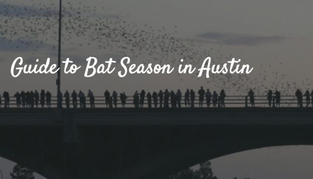 Guide To Bat Season In Austin - The Austinot
