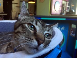 Inside Look Into Austin's Blue Cat Cafe - The Austinot