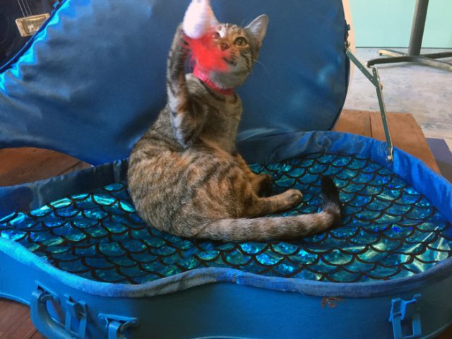 Inside Look Into Austin's Blue Cat Cafe - The Austinot
