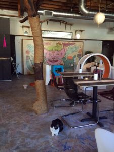 Inside Look Into Austin's Blue Cat Cafe - The Austinot