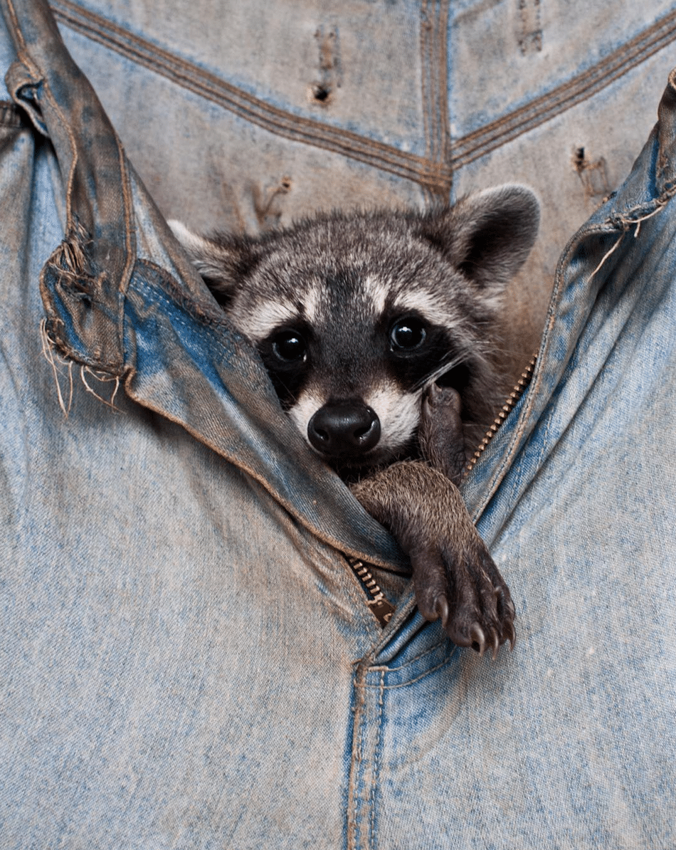 Austin Wildlife Rescue Takes Care Of Texas Animals - The Austinot