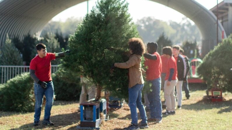 Best Christmas Tree Farm Austin Guide (2025 Update)
