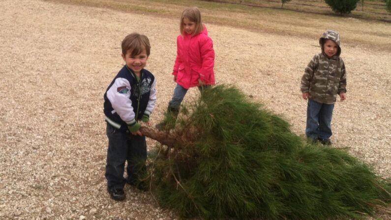 Best Christmas Tree Farm Austin Guide (2025 Update)